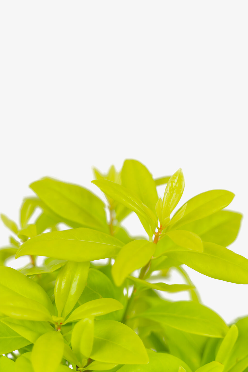 Florida Sunshine Anise Shrub For Sale Online | The Tree Center