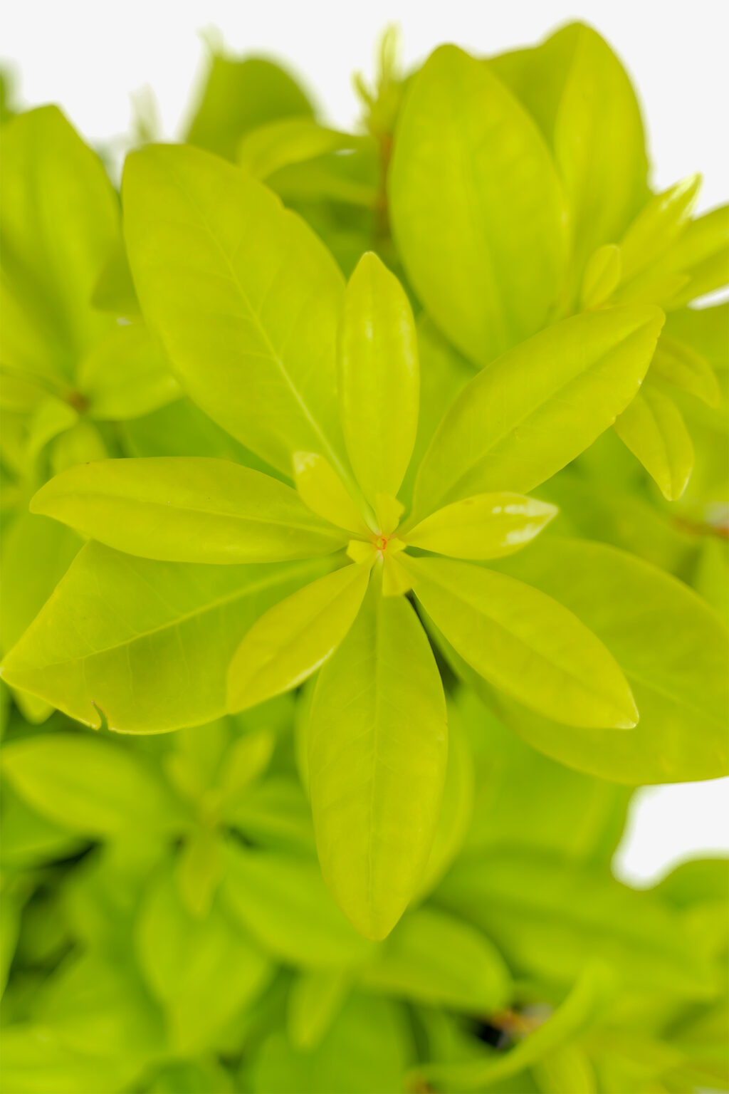 Florida Sunshine Anise Shrub For Sale Online | The Tree Center