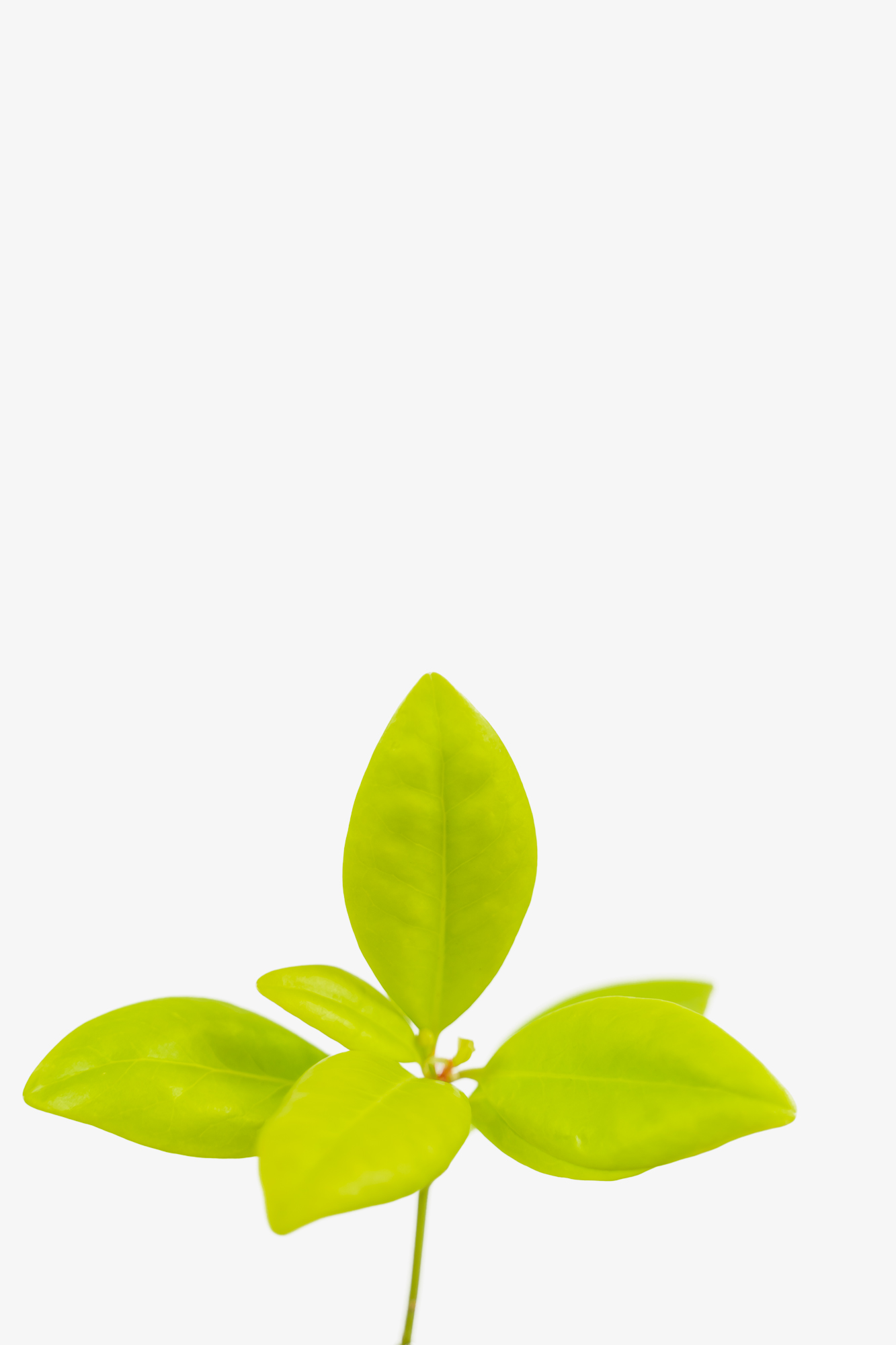 Florida Sunshine Anise Shrub For Sale Online | The Tree Center