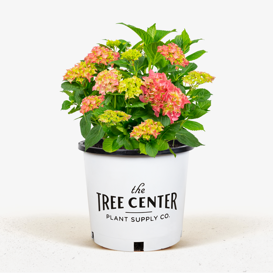 Fuschia Glow Hydrangea For Sale Online | The Tree Center