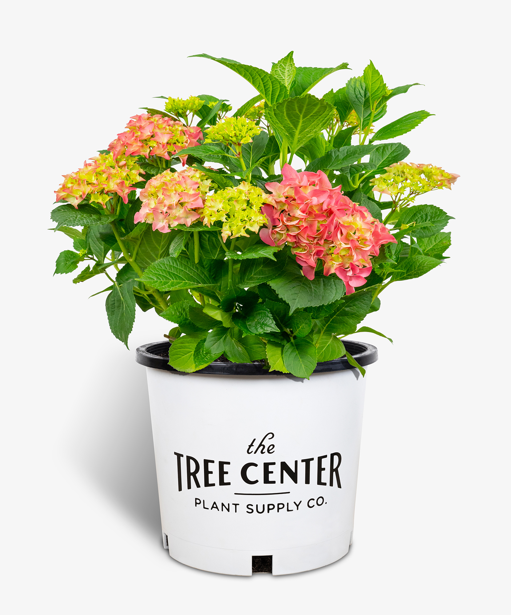 Fuschia Glow Hydrangea For Sale Online | The Tree Center
