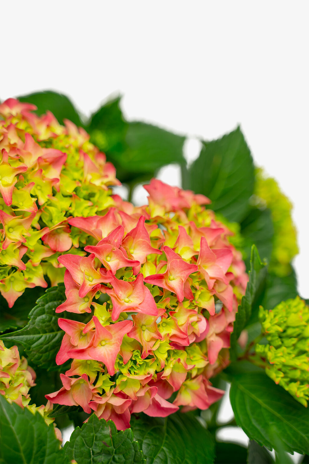 Fuschia Glow Hydrangea For Sale Online | The Tree Center