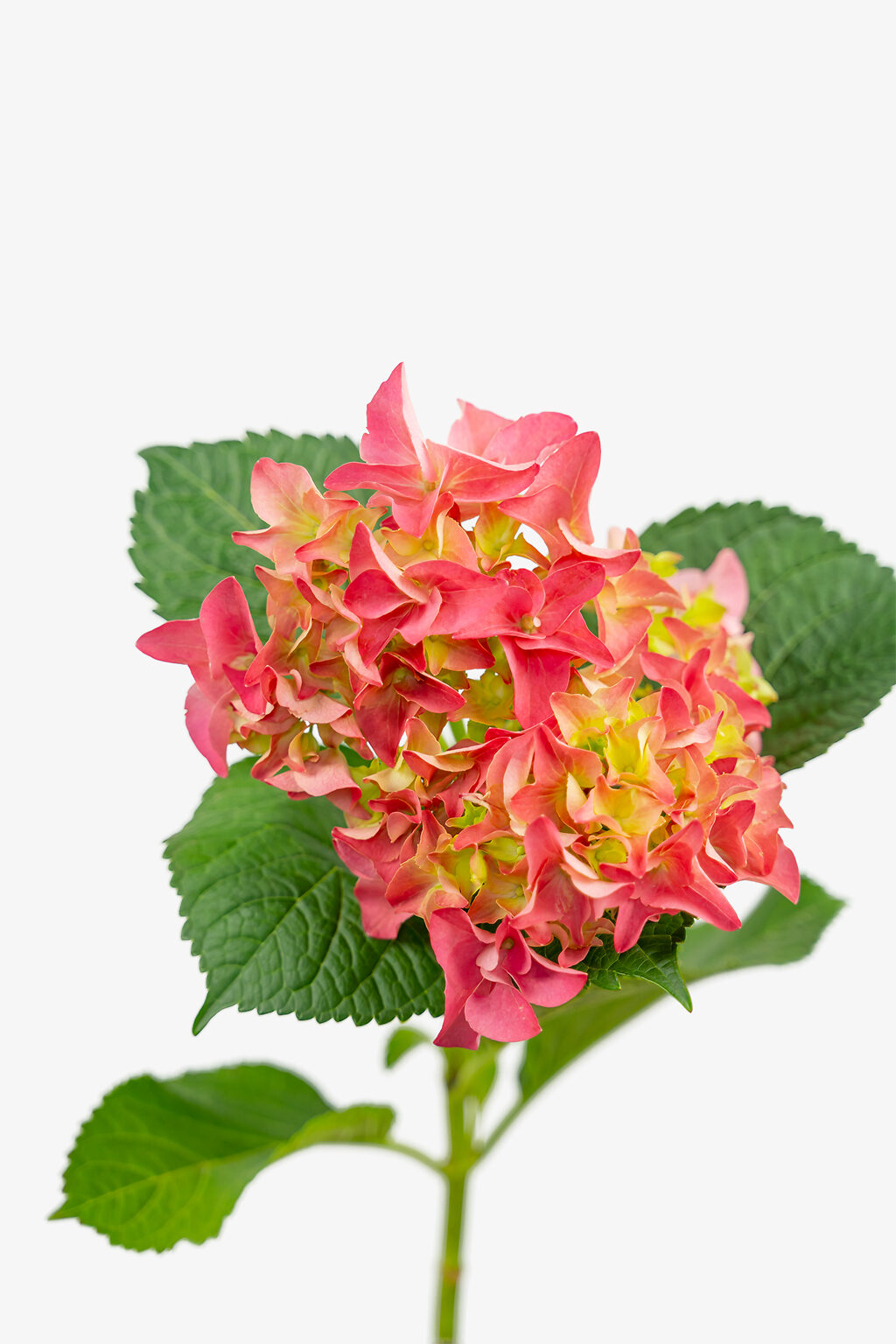 Fuschia Glow Hydrangea For Sale Online | The Tree Center