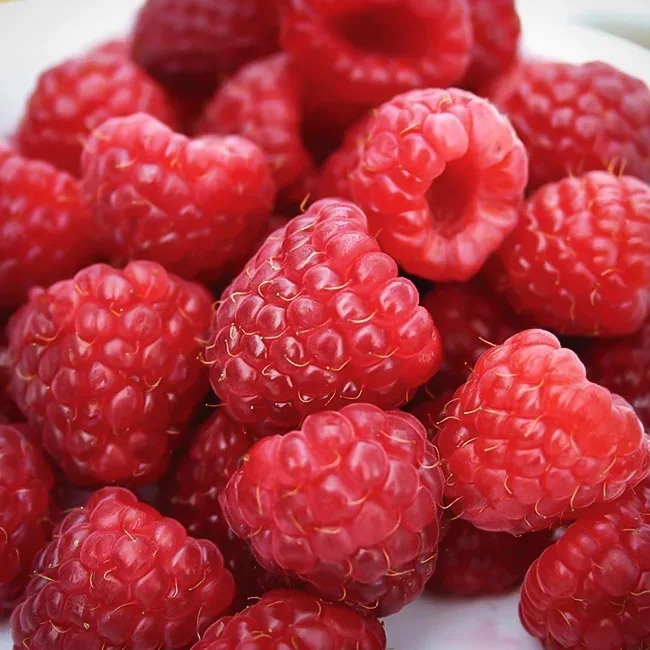 Heritage Raspberry For Sale Online | The Tree Center