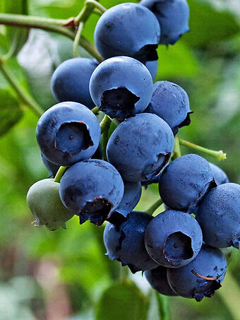 Premier Blueberry Bushes For Sale | The Tree Center