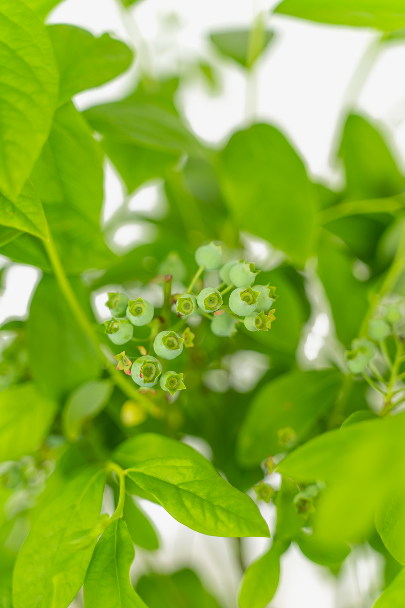 Jersey Blueberry For Sale Online | The Tree Center