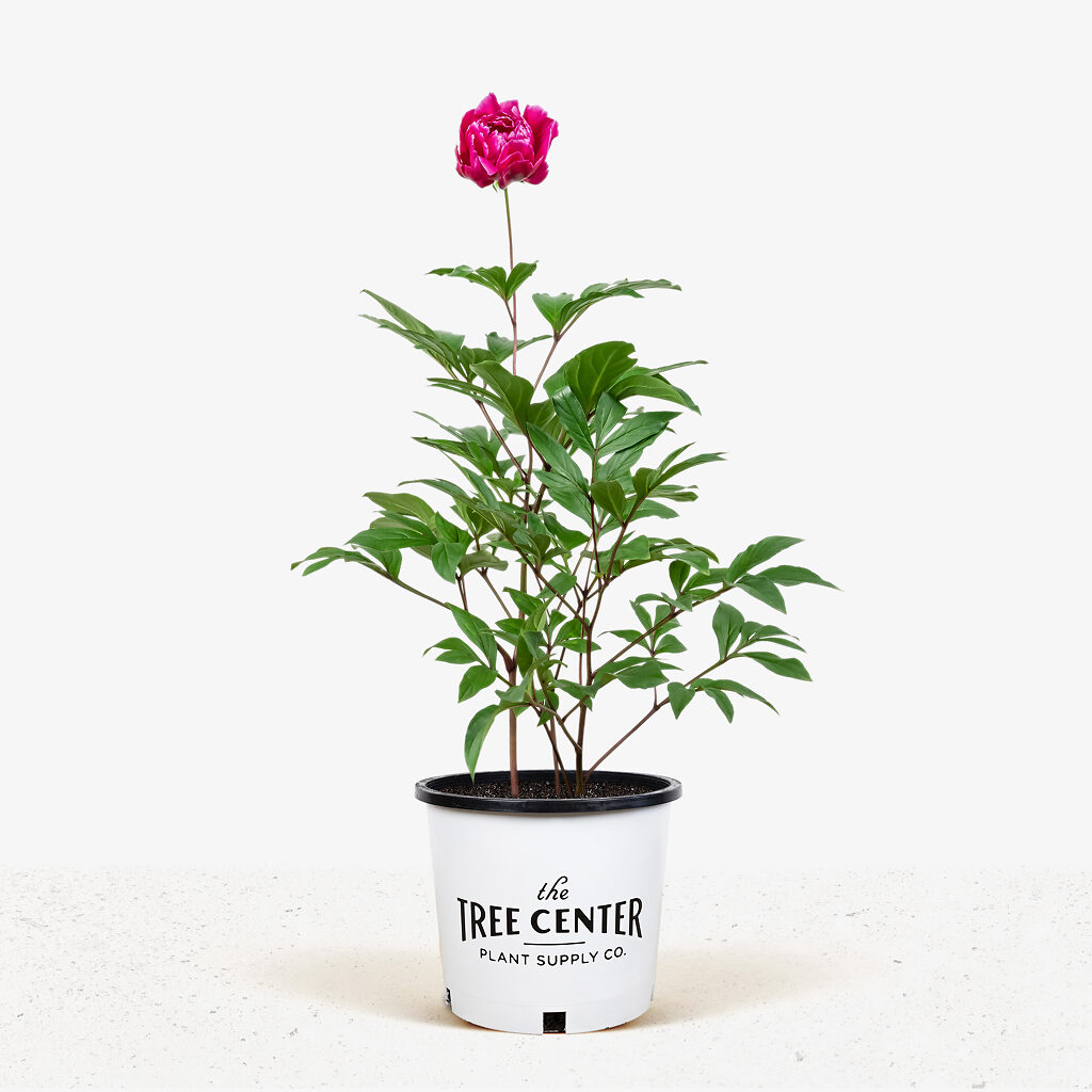 Karl Rosenfield Peony For Sale Online | The Tree Center