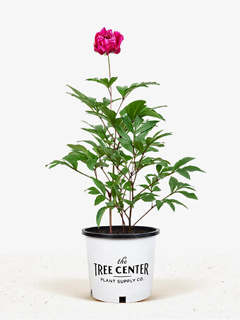 Big Daddy Hosta: Hardy, Shade-Tolerant Perennial | The Tree Center