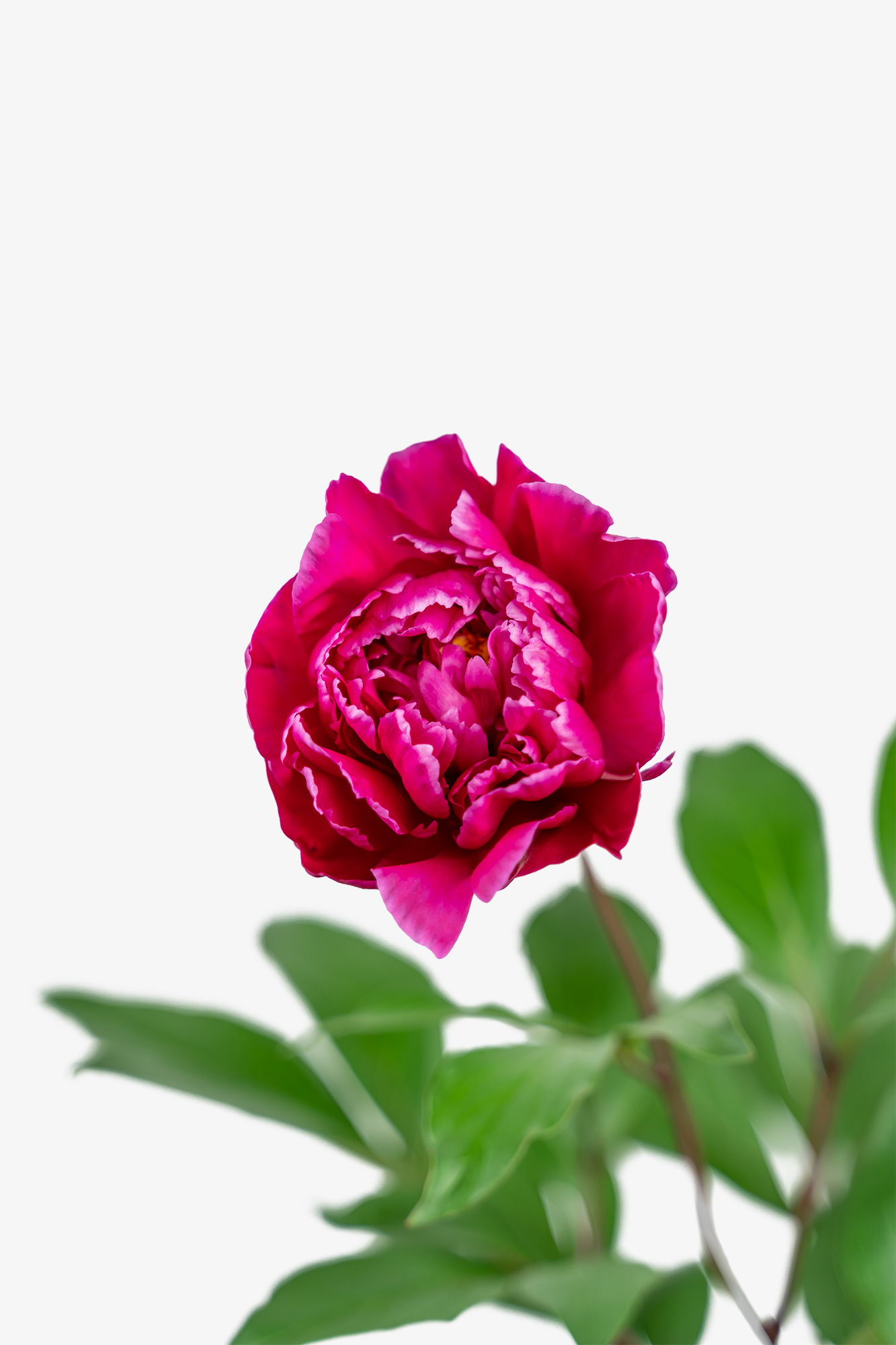 Karl Rosenfield Peony For Sale Online | The Tree Center