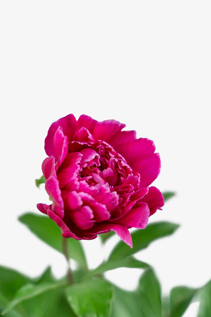 Karl Rosenfield Peony For Sale Online | The Tree Center