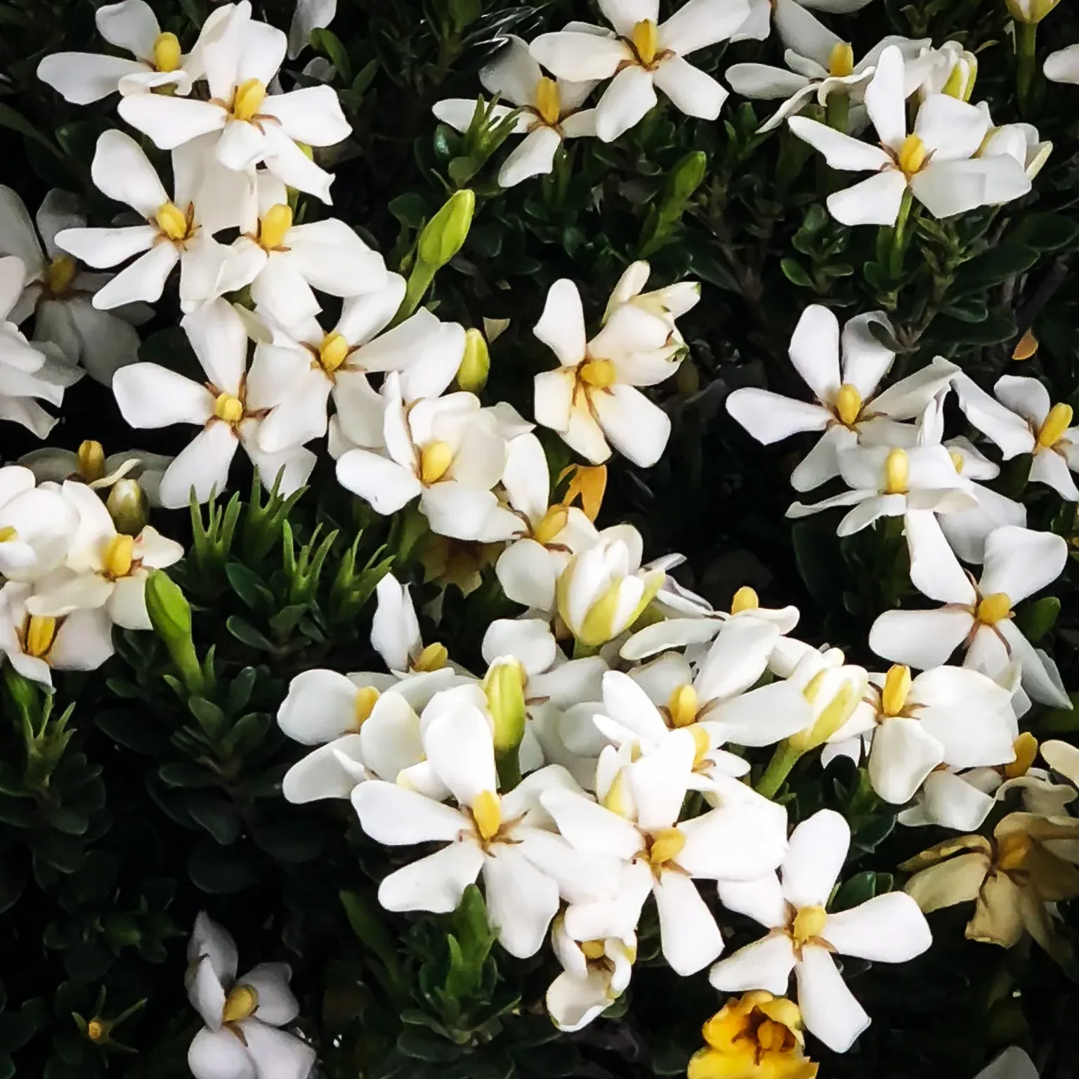 Little Daisy™ Gardenia For Sale Online | The Tree Center