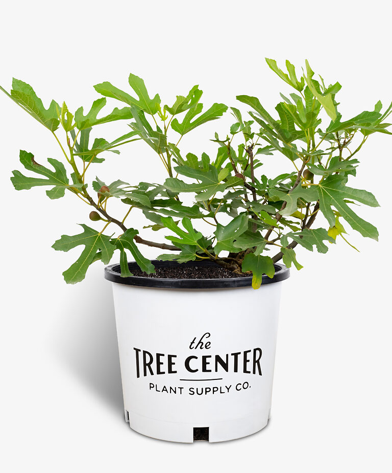 Little Miss Figgy™ Dwarf Fig For Sale Online | The Tree Center