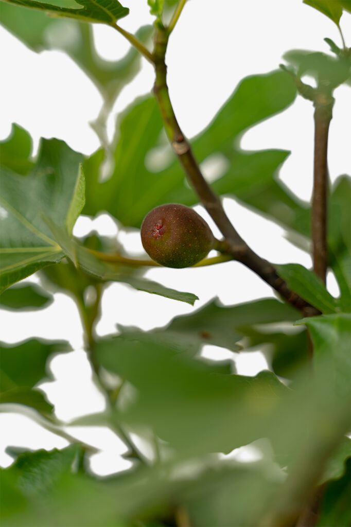 Little Miss Figgy™ Dwarf Fig For Sale Online | The Tree Center