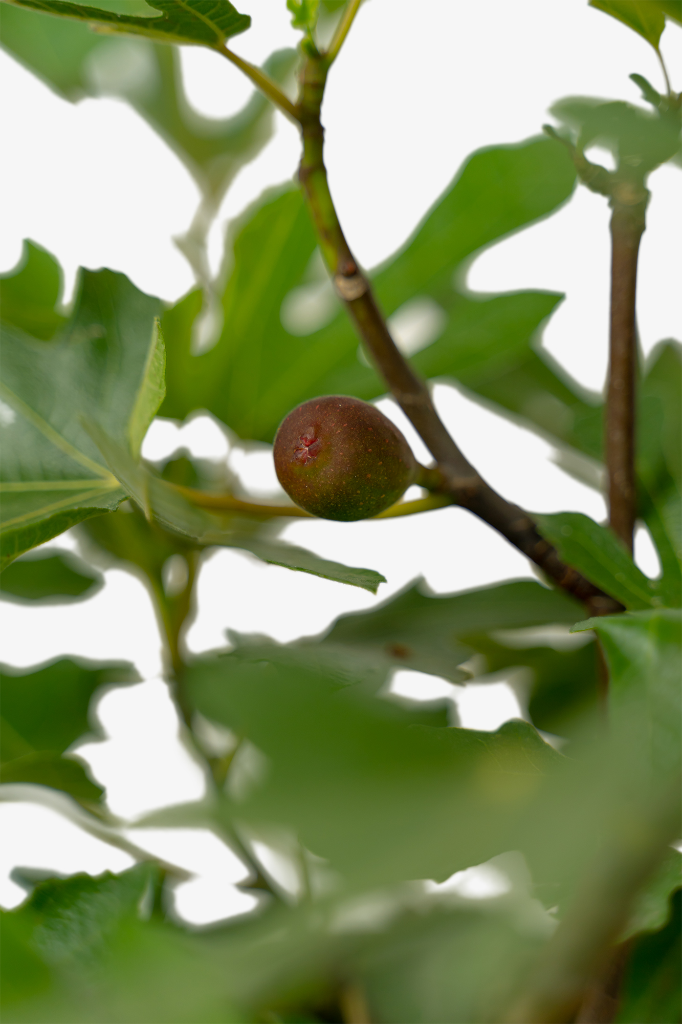 Little Miss Figgy™ Dwarf Fig For Sale Online | The Tree Center