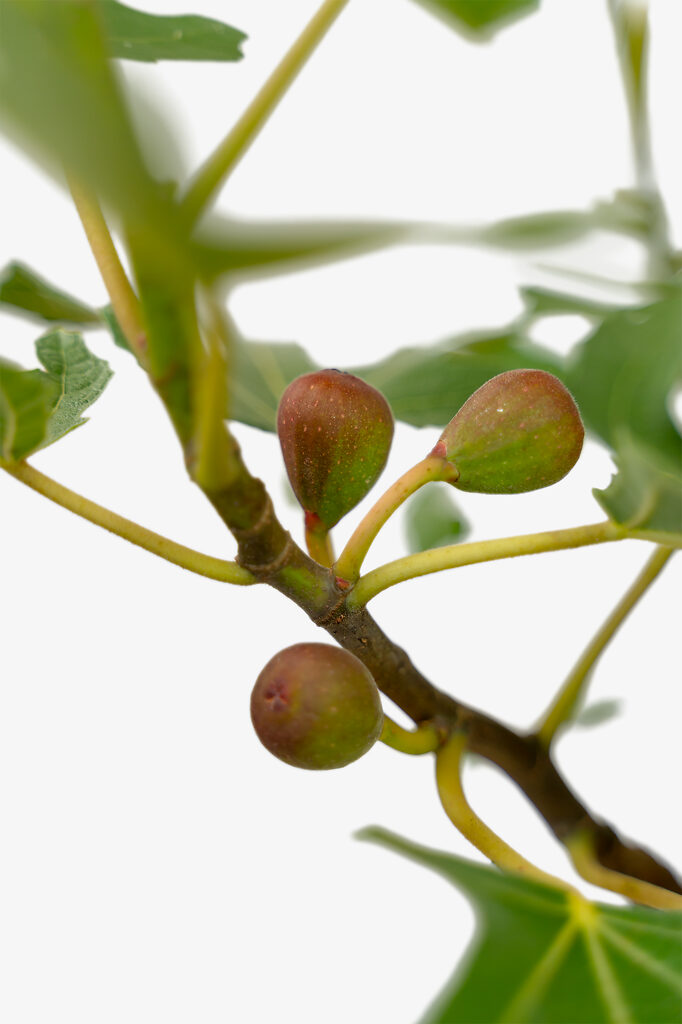 Little Miss Figgy™ Dwarf Fig For Sale Online | The Tree Center