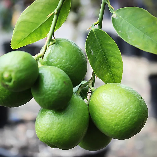 Mexican Lime Bush For Sale Online | The Tree Center
