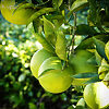 Mexican Lime Bush For Sale Online | The Tree Center