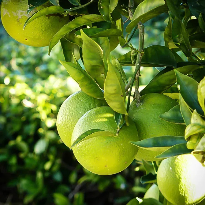 Mexican Lime Bush For Sale Online | The Tree Center