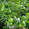 Mexican Lime Tree For Sale Online | The Tree Center