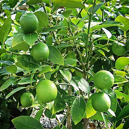 Mexican Lime Tree For Sale Online | The Tree Center