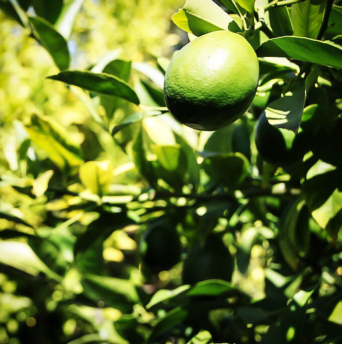 Mexican Lime Tree For Sale Online | The Tree Center