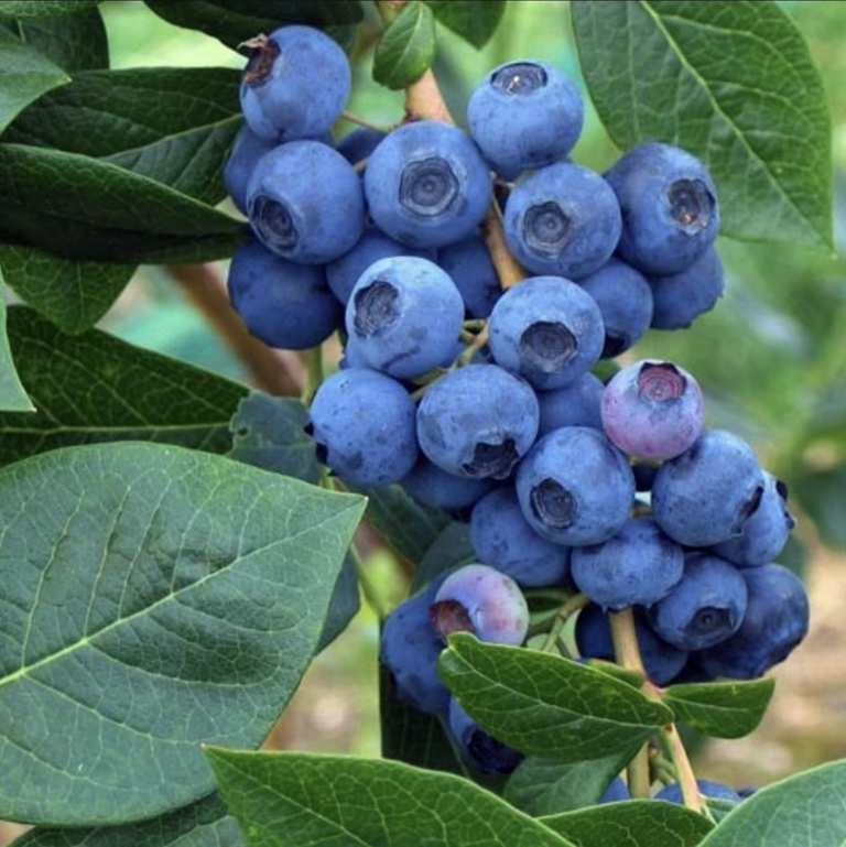 Patriot Blueberry For Sale Online | The Tree Center