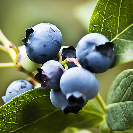 Patriot Blueberry For Sale Online | The Tree Center