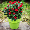 Petite Knock Out® Rose For Sale Online | The Tree Center