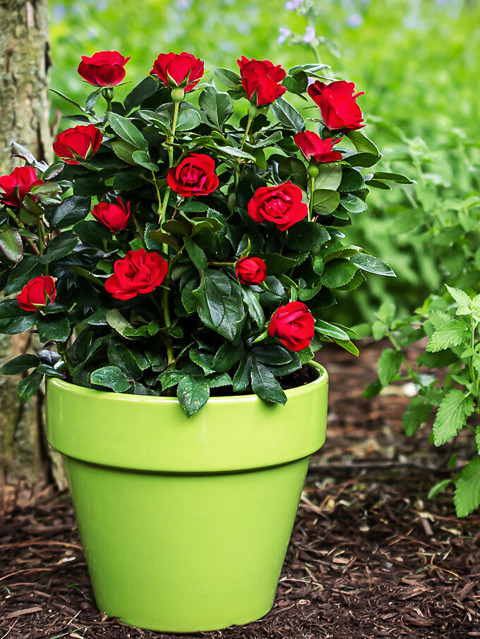 Knockout Roses For Sale Online | The Tree Center