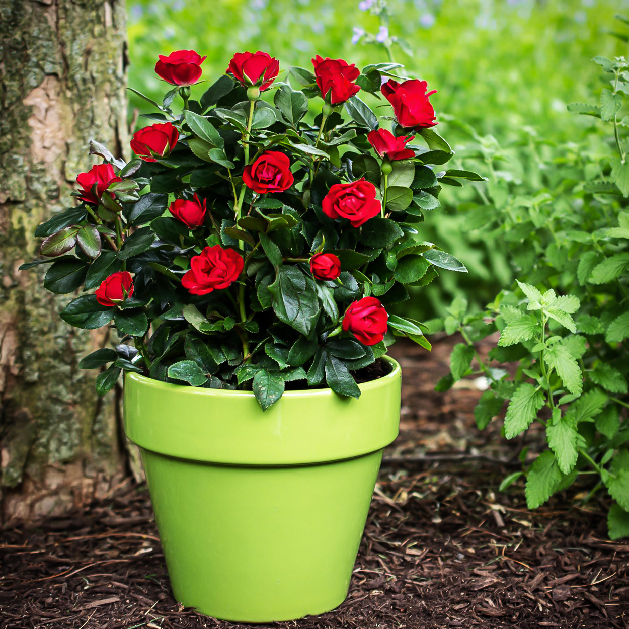 Petite Knock Out® Rose For Sale Online | The Tree Center