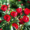Petite Knock Out® Rose For Sale Online | The Tree Center