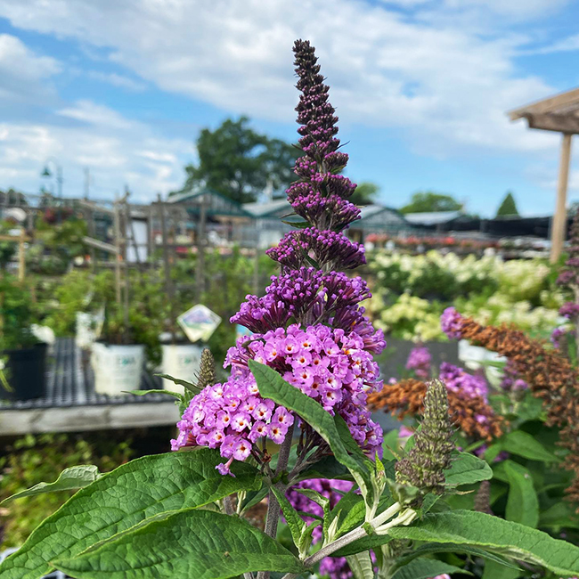 Pugster® Periwinkle Butterfly Bush For Sale Online | The Tree Center