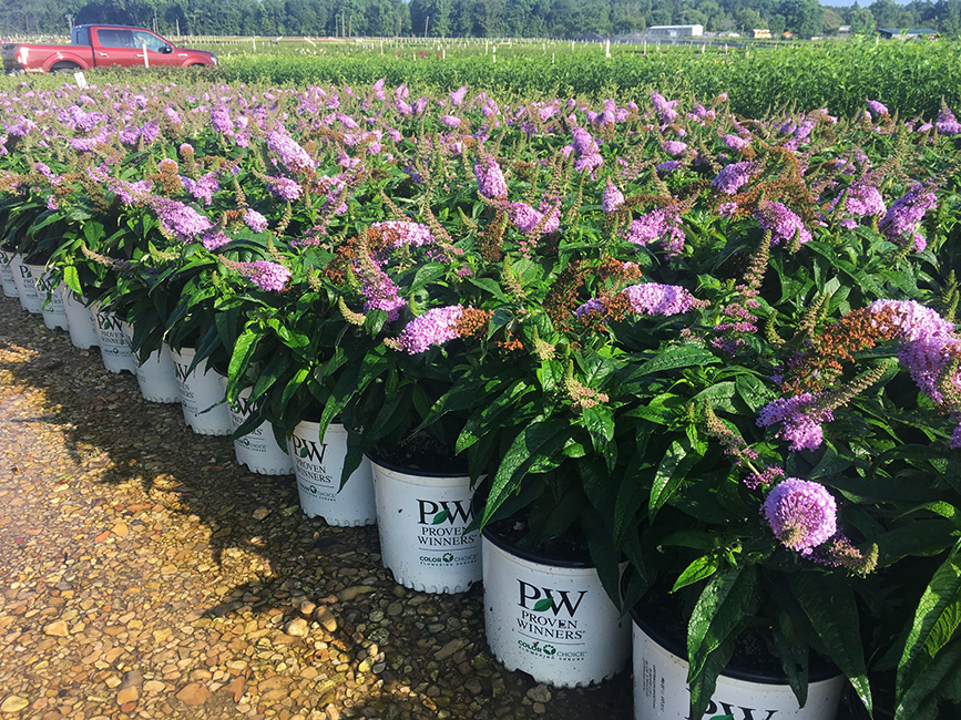 Pugster® Periwinkle Butterfly Bush For Sale Online | The Tree Center