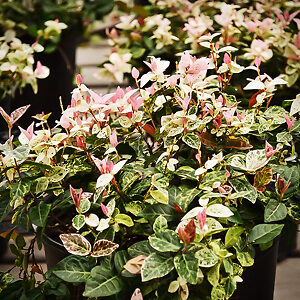 Snow-N-Summer Asiatic Jasmine For Sale Online | The Tree Center