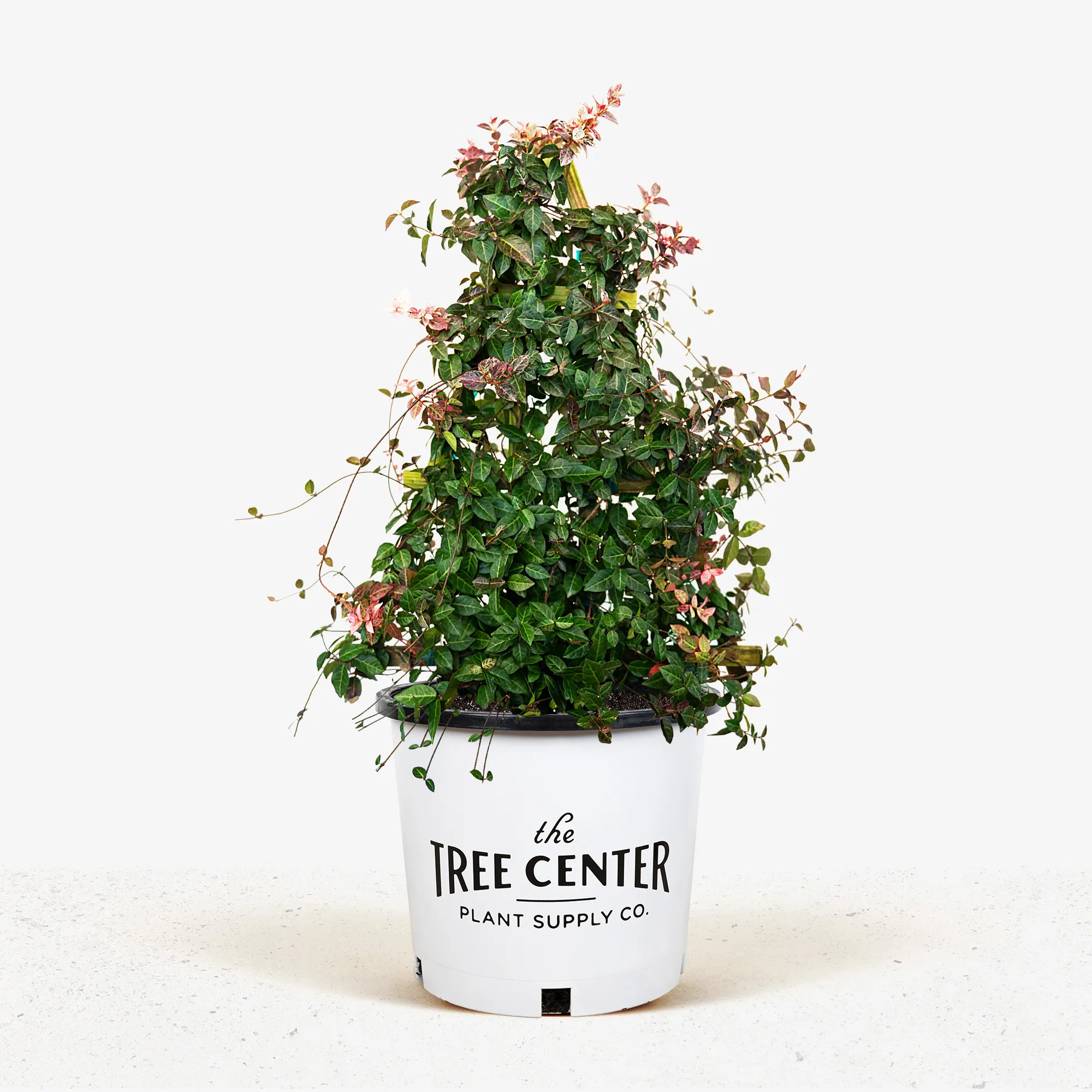 Snow-N-Summer Asiatic Jasmine For Sale Online | The Tree Center