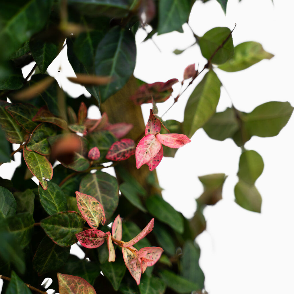 Snow-N-Summer Asiatic Jasmine For Sale Online | The Tree Center