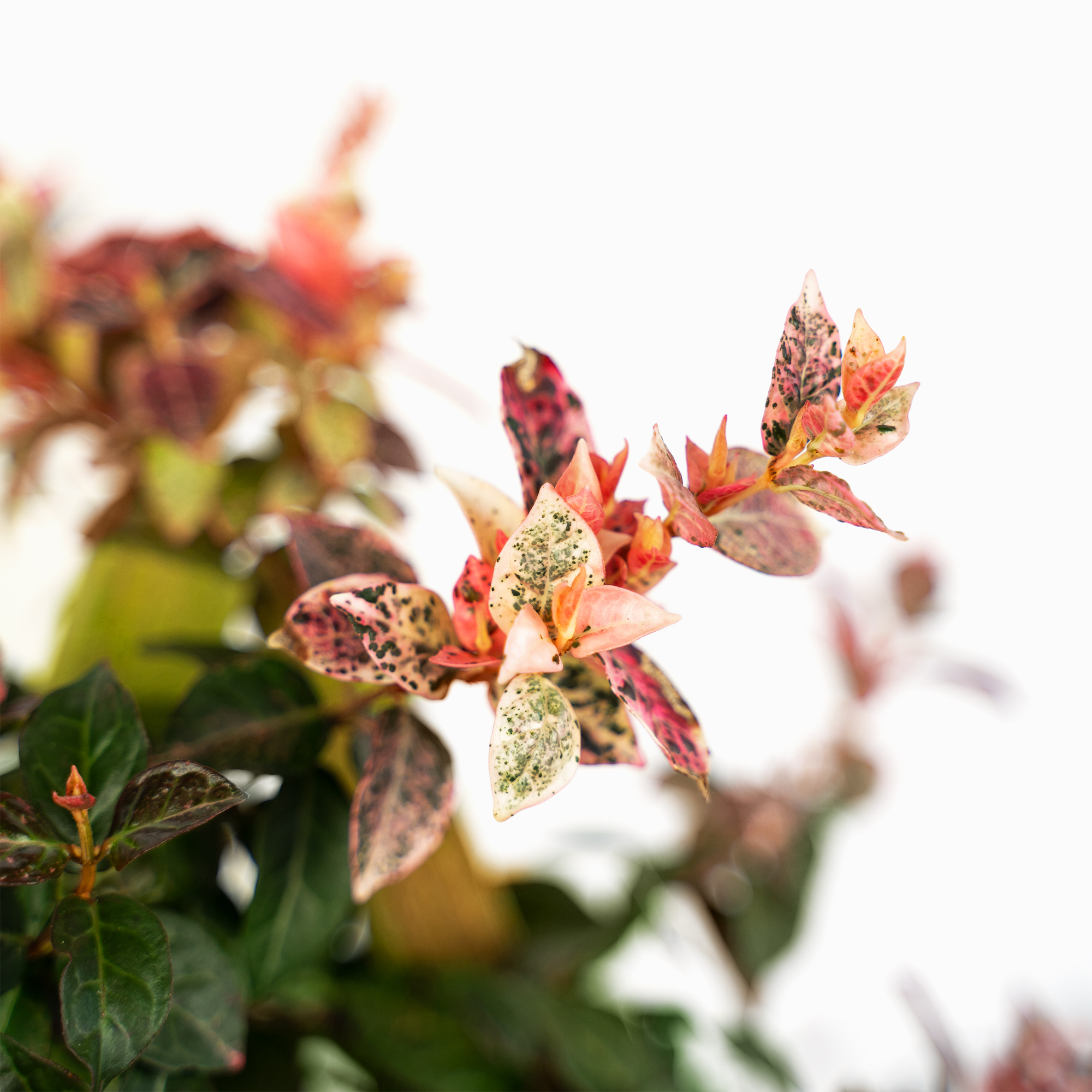 Snow-N-Summer Asiatic Jasmine For Sale Online | The Tree Center