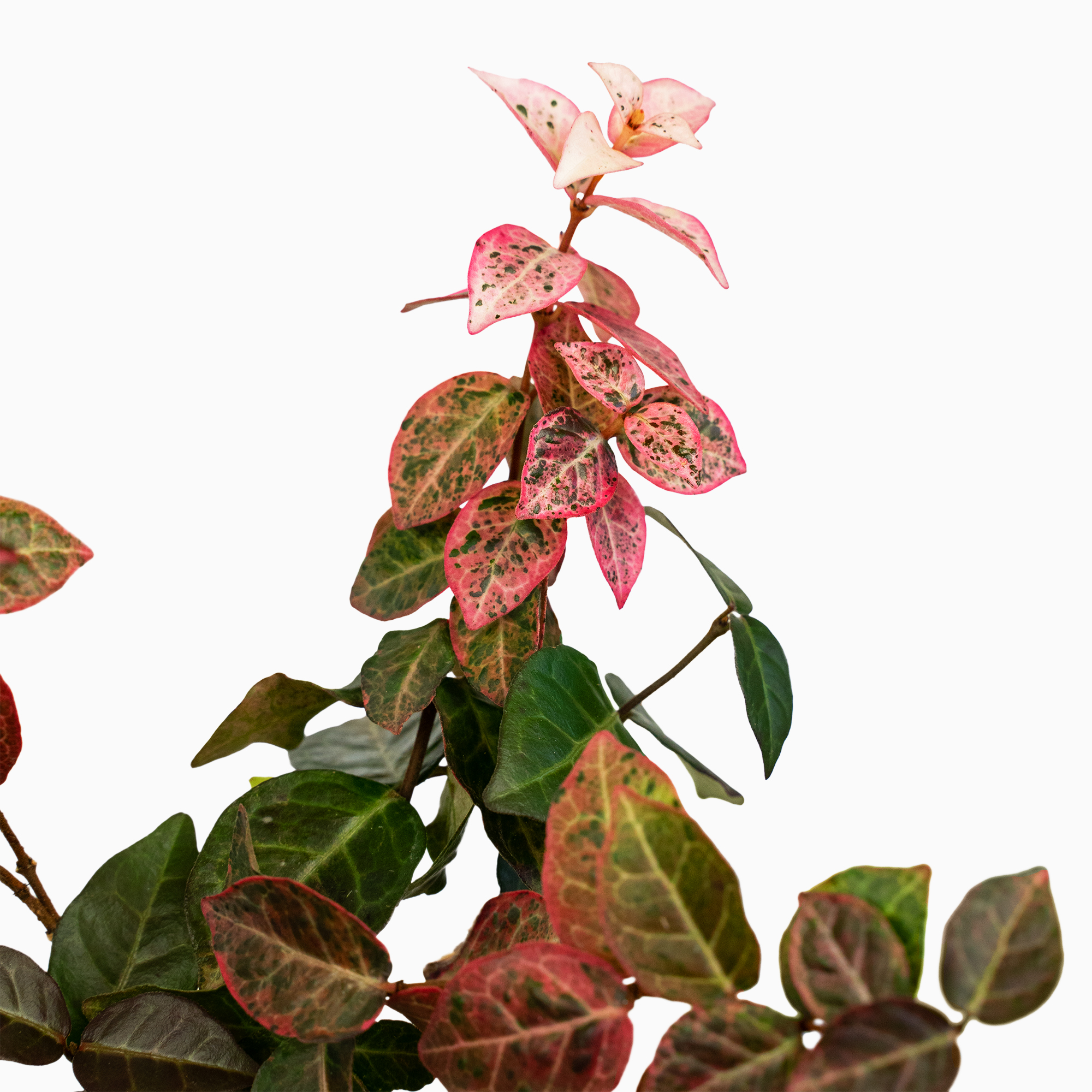 Snow-N-Summer Asiatic Jasmine For Sale Online | The Tree Center