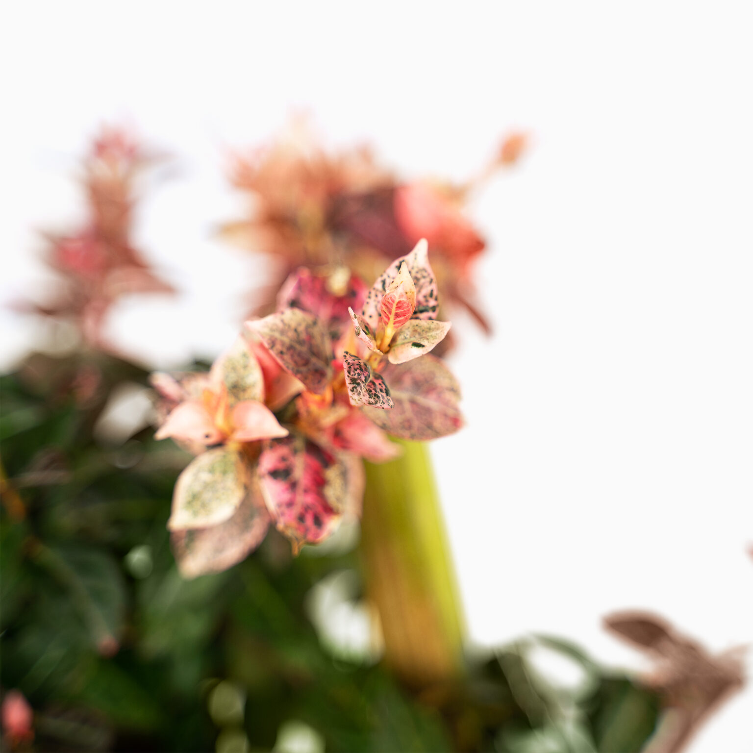 Snow-N-Summer Asiatic Jasmine For Sale Online | The Tree Center