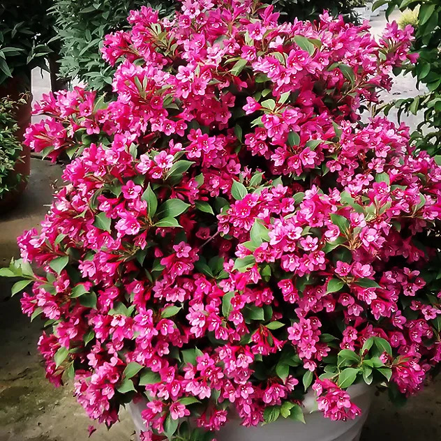Sonic Bloom® Weigela For Sale Online | The Tree Center