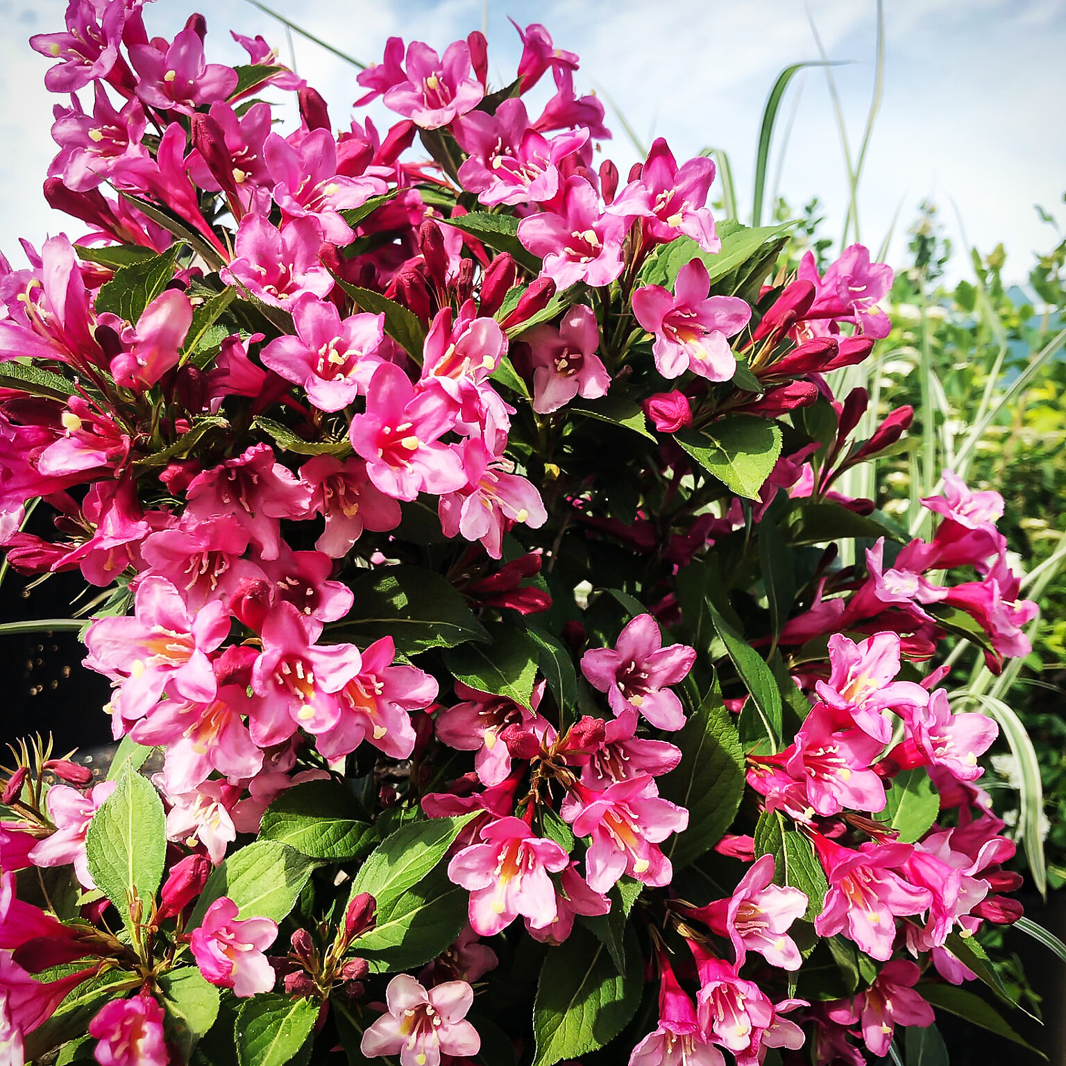 Sonic Bloom® Weigela For Sale Online | The Tree Center