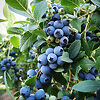 Sunshine Blue Blueberry Bush For Sale Online | The Tree Center