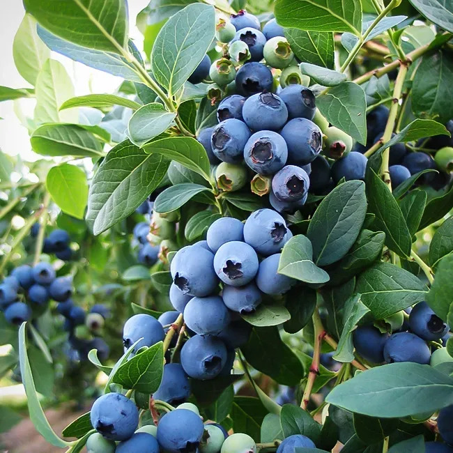 Sunshine Blue Blueberry Bush For Sale Online | The Tree Center