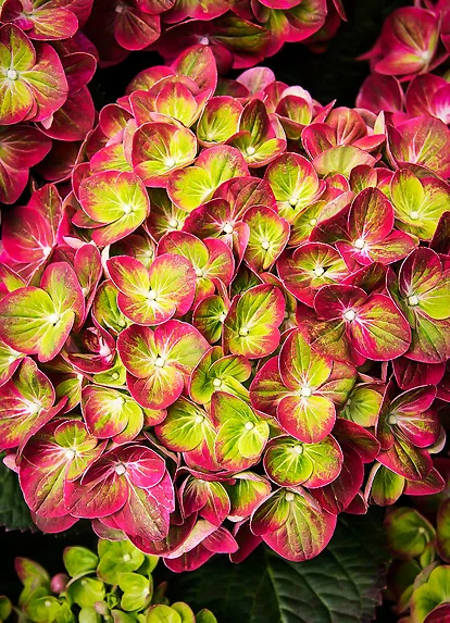 Tilt-A-Swirl Hydrangea For Sale Online | The Tree Center