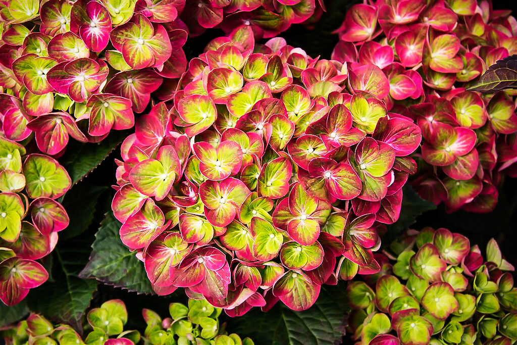 Tilt-A-Swirl Hydrangea For Sale Online | The Tree Center
