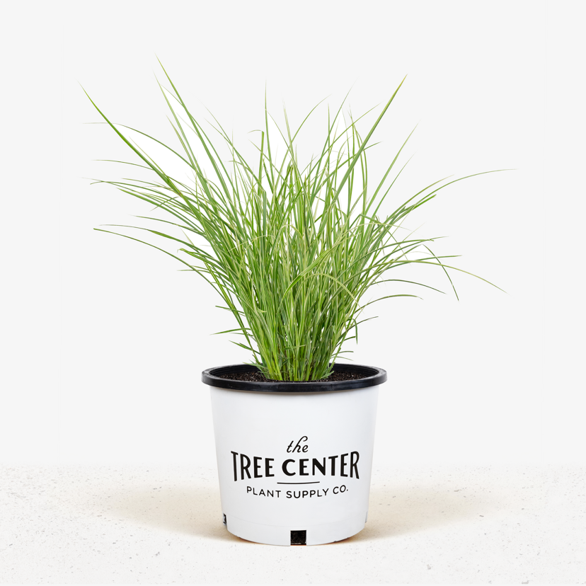 Variegated Japanese Silver Grass For Sale Online | The Tree Center