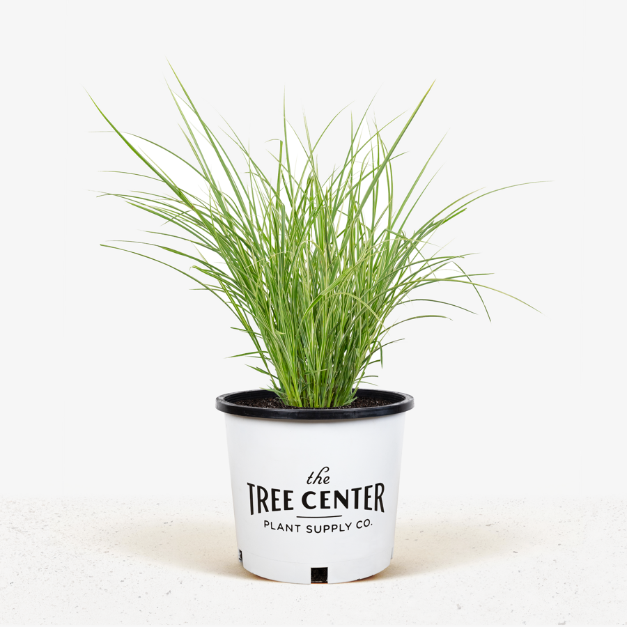 Variegated Japanese Silver Grass For Sale Online | The Tree Center