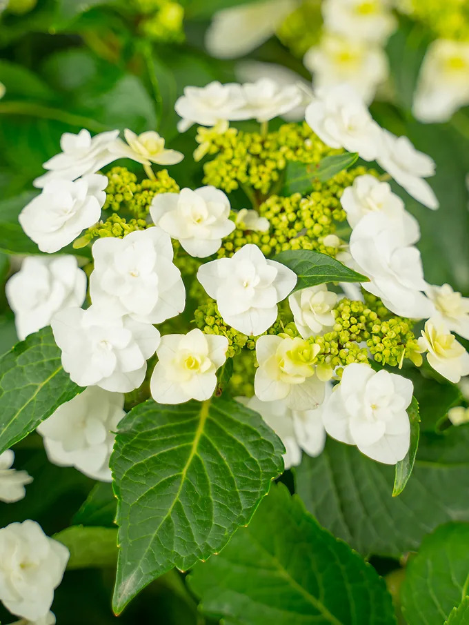 Hydrangeas For Sale Online | The Tree Center