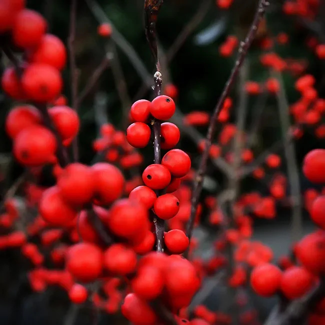 Winter Red Winterberry Holly For Sale Online | The Tree Center