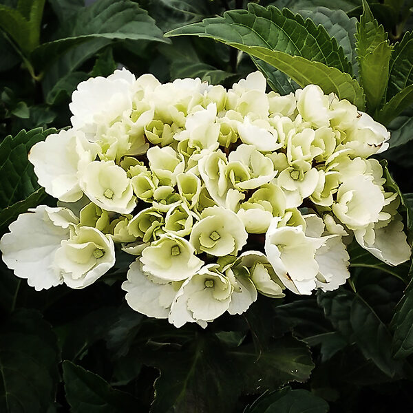 Zebra Hydrangea For Sale Online | The Tree Center